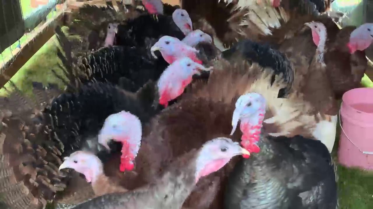 Turkey Gobble - YouTube