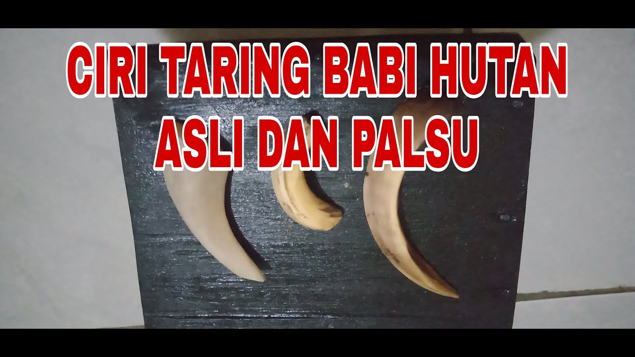 CIRI TARING BABI HUTAN ASLI DAN PALSU #taringbabihutan - YouTube