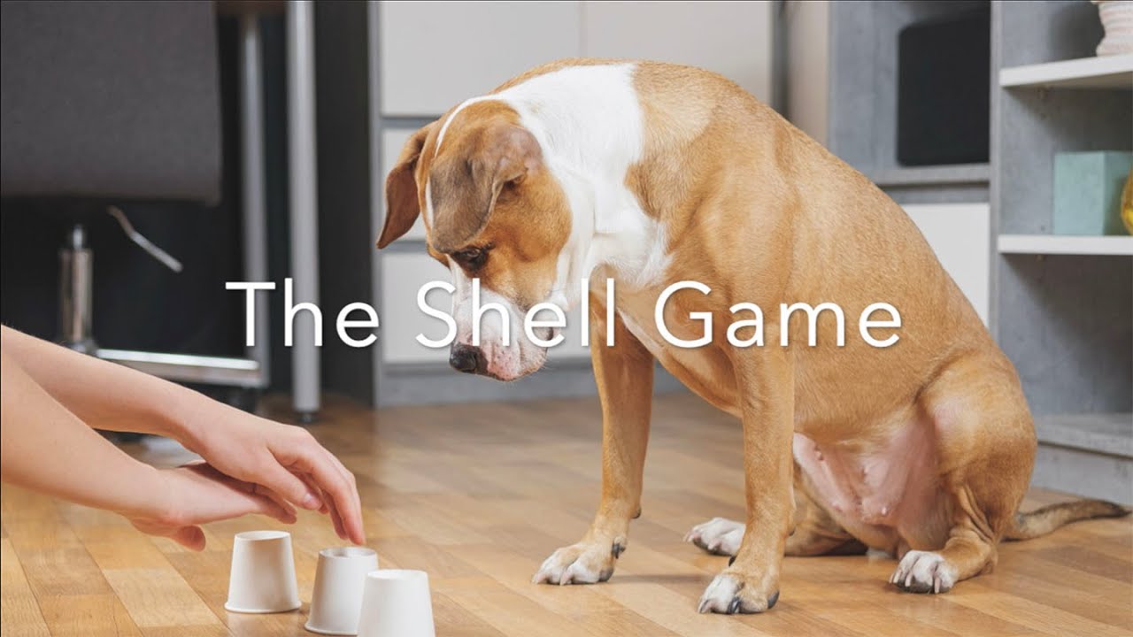 Best Friends At Home | The Shell Game - YouTube