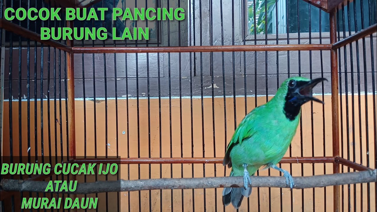 Cucak ijo atau Murai Daun Cocok buat pancing - YouTube