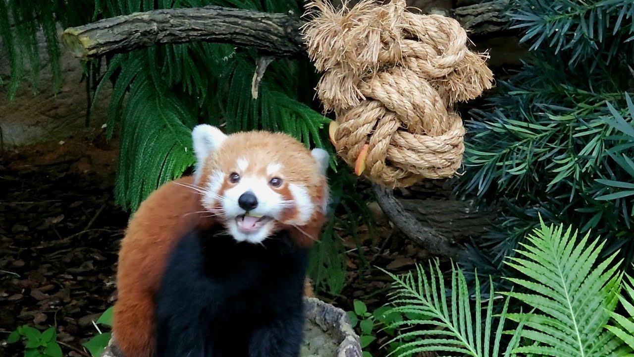 20230208 Red Panda Karma and Keta eats treats @ River Wonders Singapore ...
