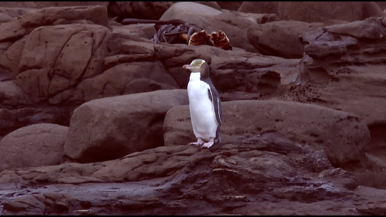 Robert Rossi - "Curio Bay - Penguins" (New Zealand) - YouTube