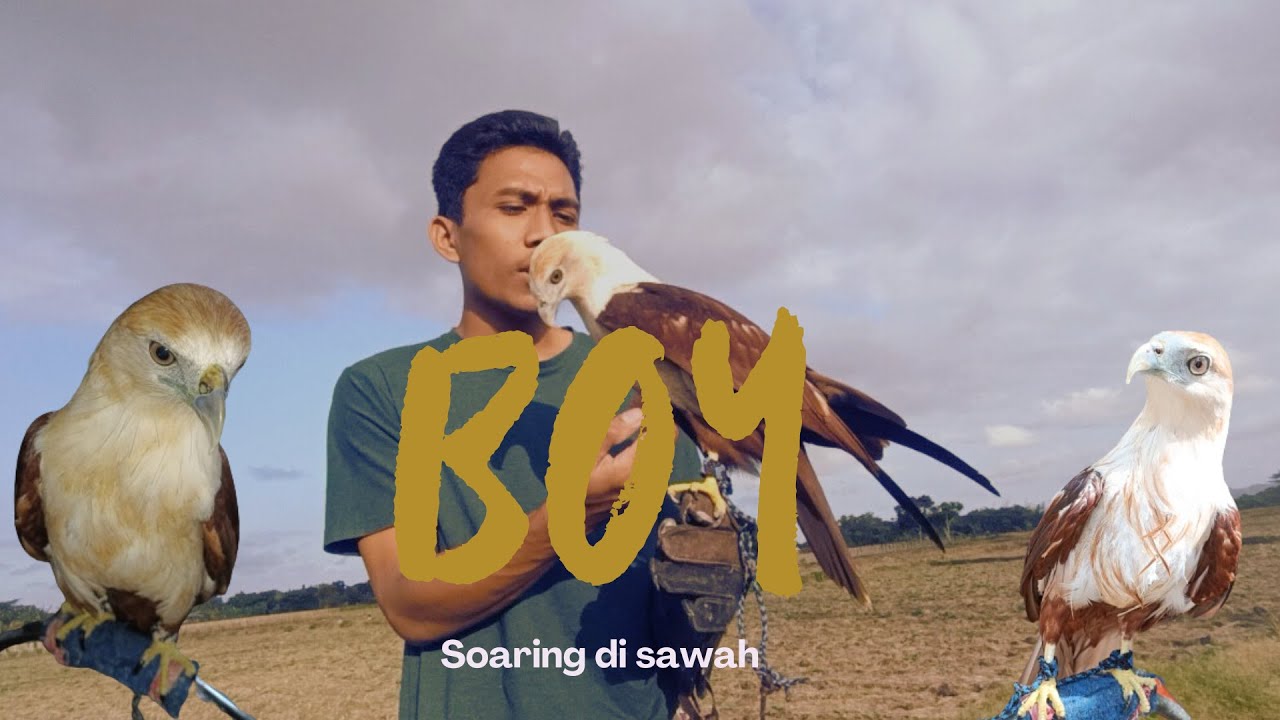 ELANG BONDOL ASLI HUTAN LOMBOK NTB SOAR DI SAWAH - YouTube