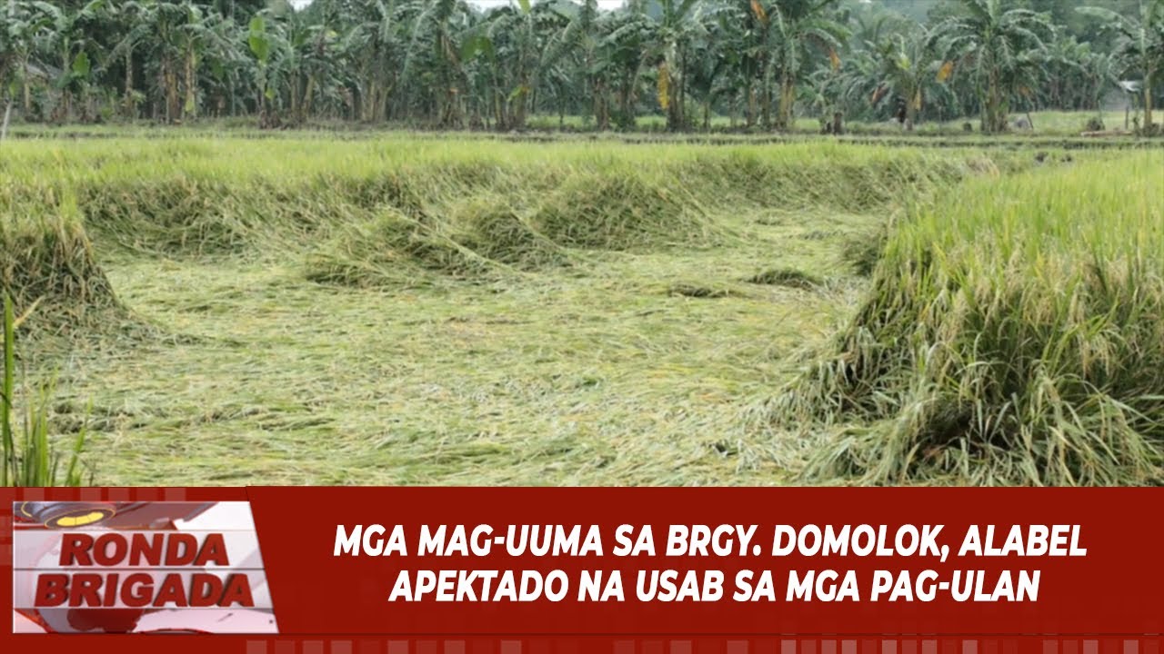 Mga mag-uuma sa Brgy. Domolok, Alabel apektado na usab sa mga pag-ulan ...