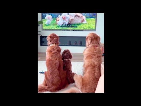 Dogs watching TV together P-2 - YouTube