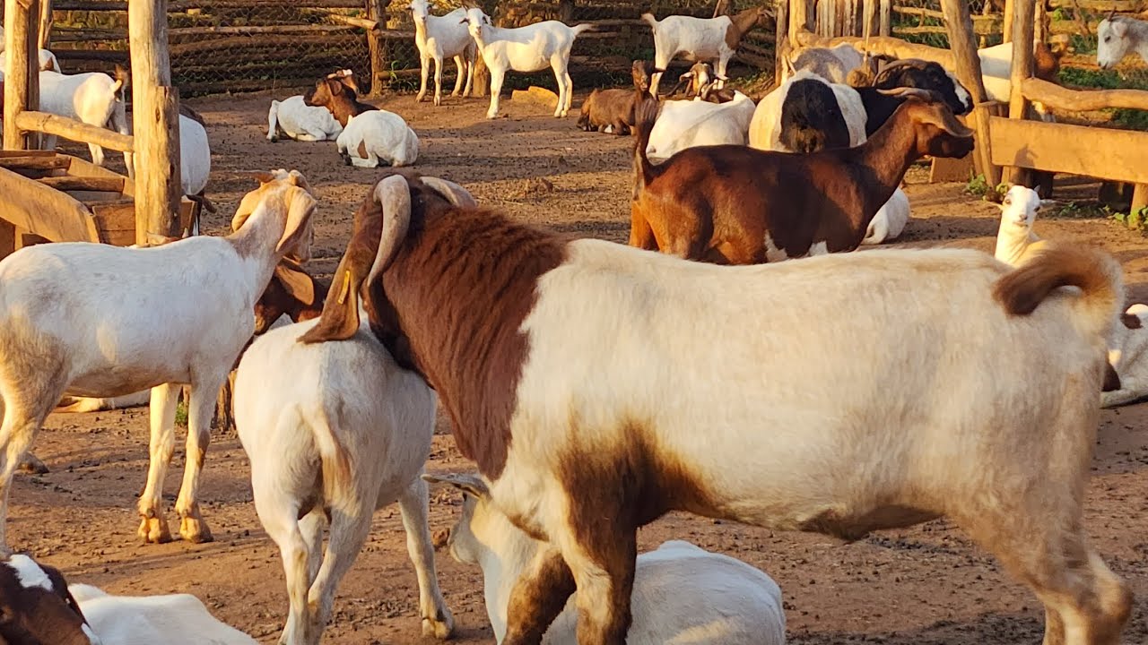 Size and genetics to keep on zero grazing in goats farming - YouTube