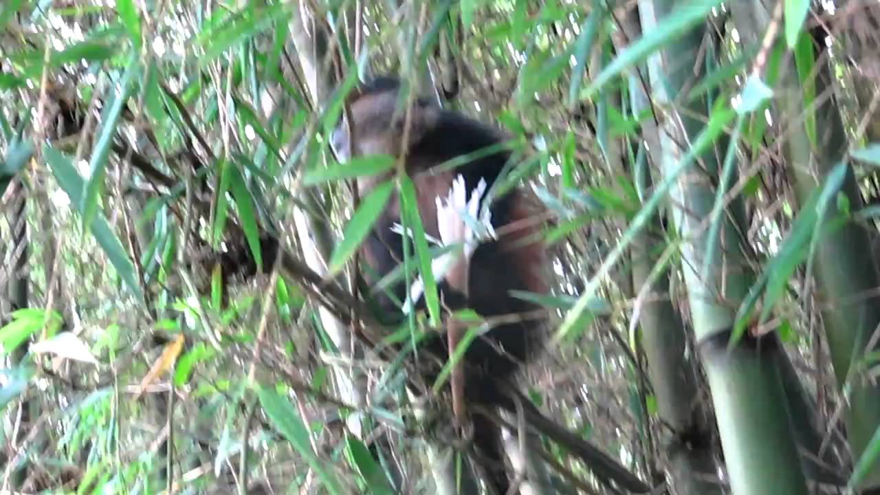 Golden Monkey eating bamboo - YouTube