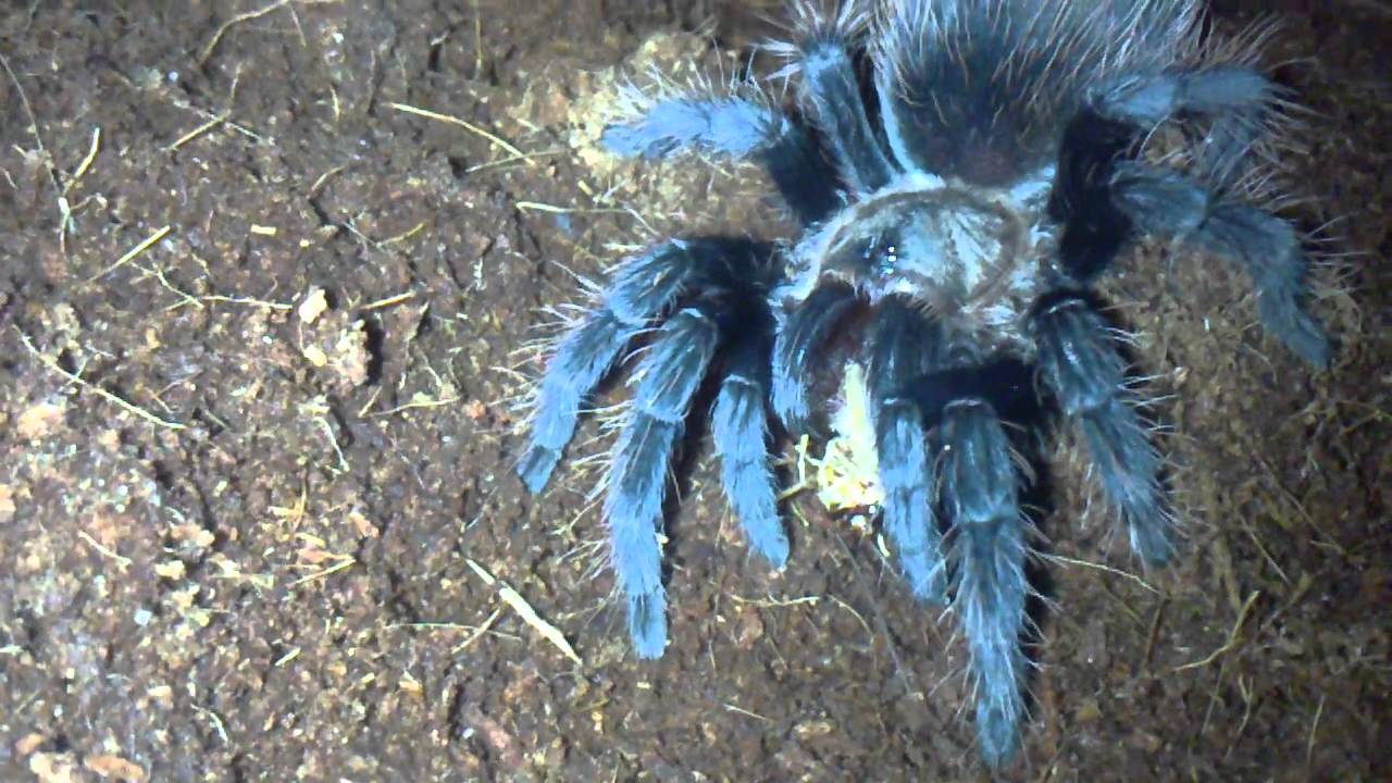 Brachypelma verdezi vogelspinne tarantula gets cri - YouTube