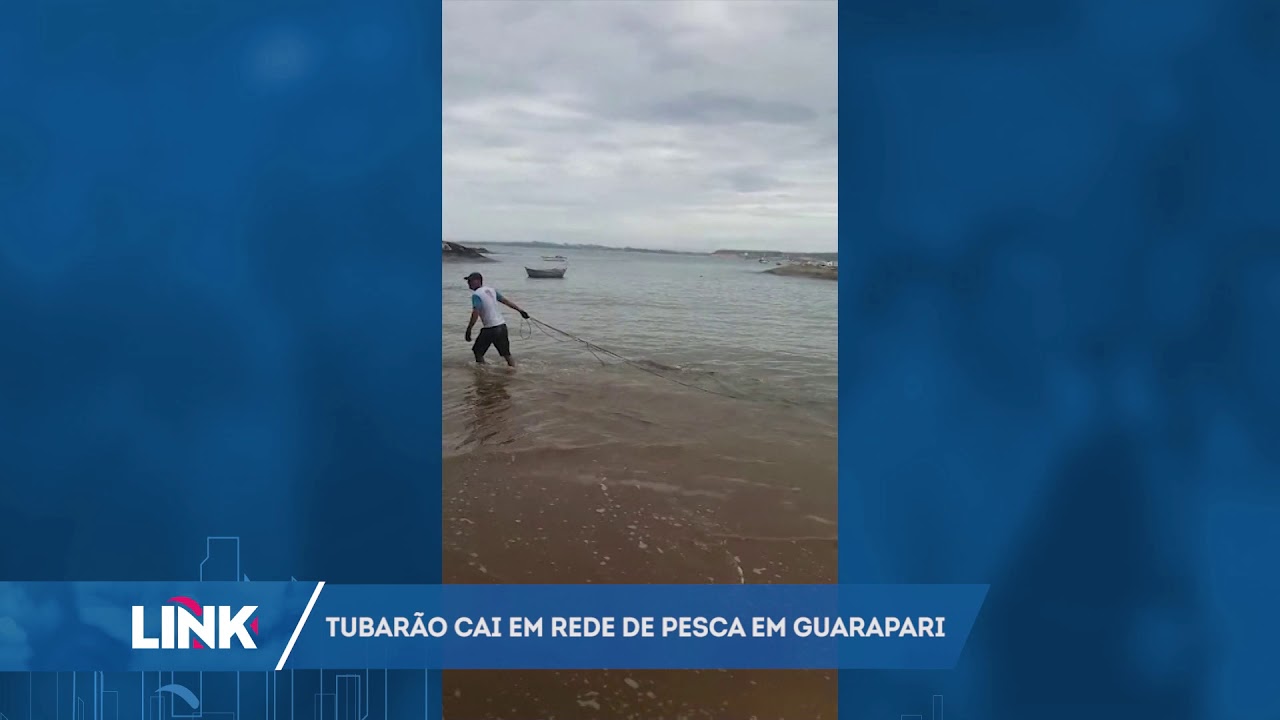 Tubarão cai em rede de pesca em Guarapari - YouTube