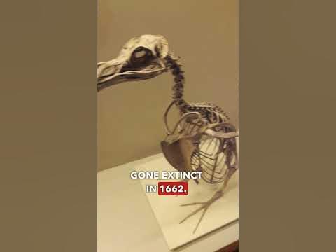 The REAL REASON The Dodo Bird Went Extinct In 1662 - YouTube