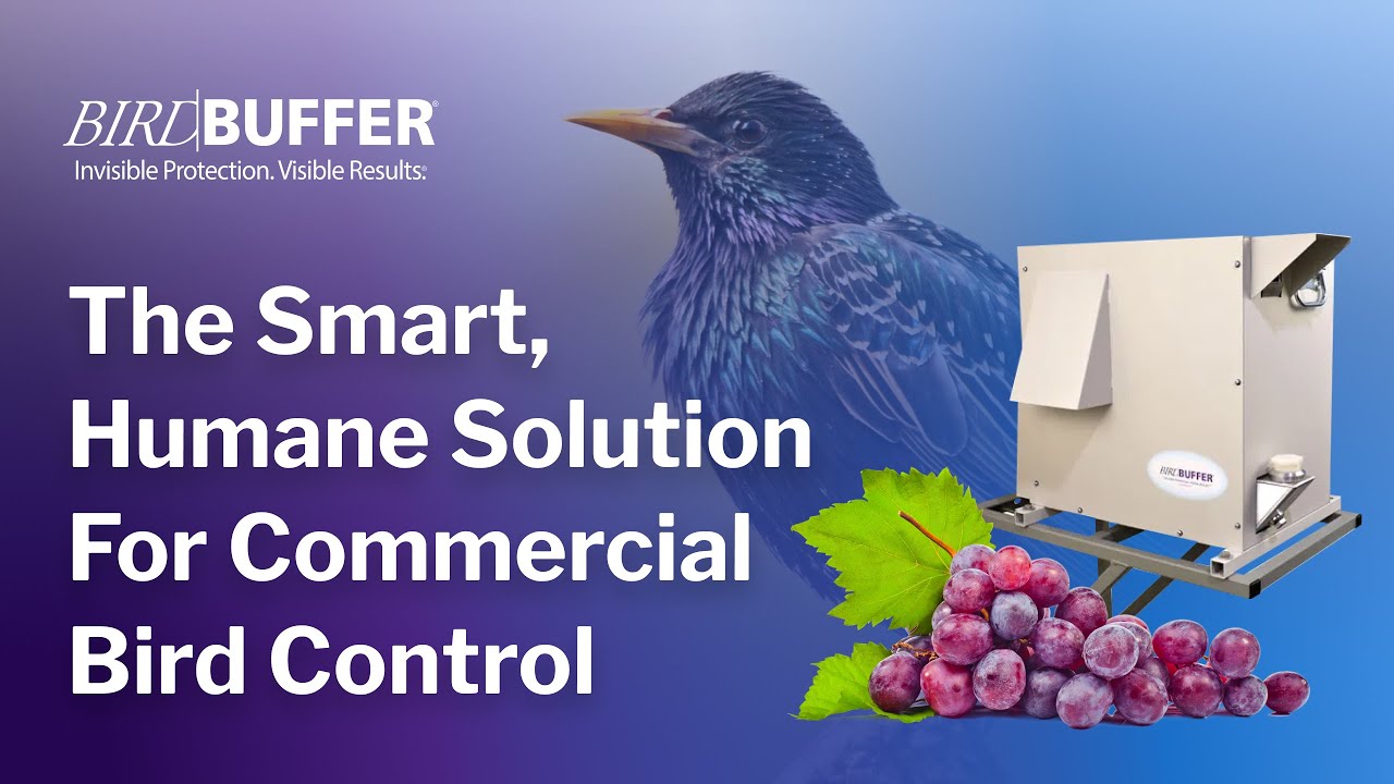 BirdBuffer: The Smart, Humane Solution for Commercial Bird Control ...