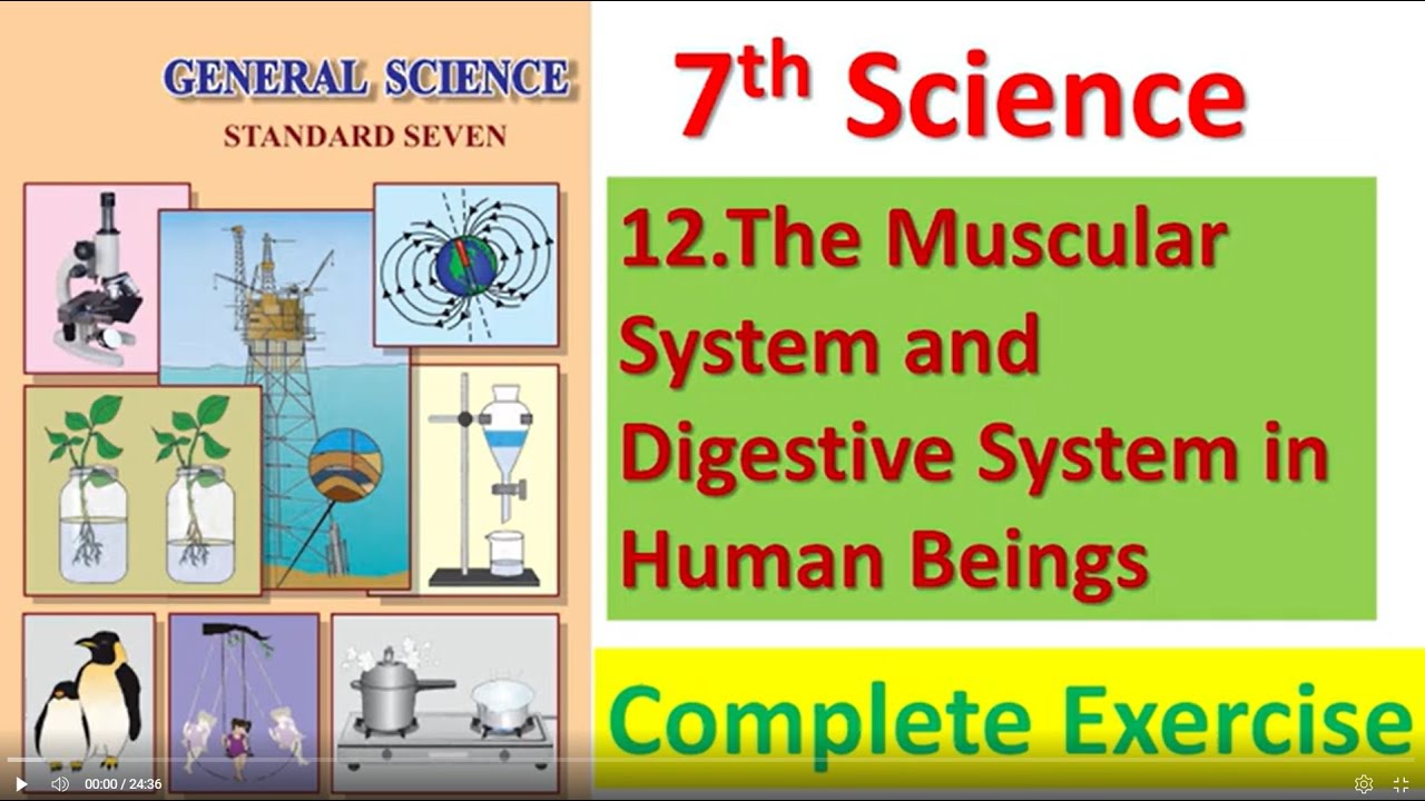 Exercise 12. The Muscular System and Digestive System in Human Beings ...