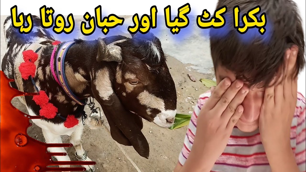 Hiban ka Bakra Cut gya || Qurbani Emotional Video || Cow Qurbani Videos ...