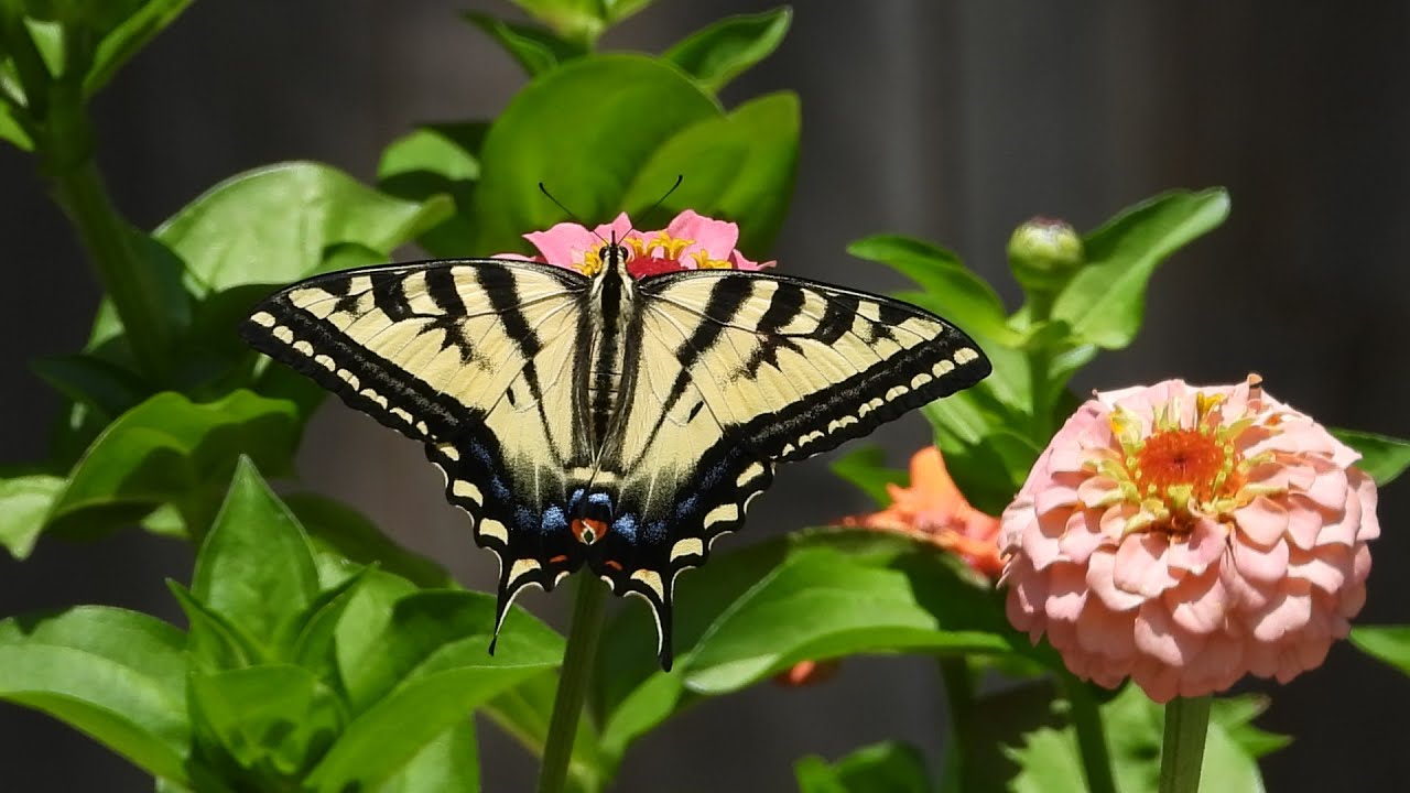 Five minutes to get close and personal with a Swallowtail Butterfly ...