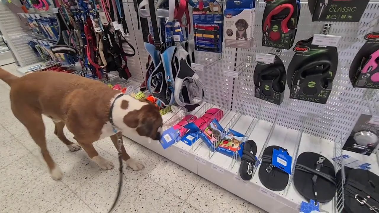 Boxer Dog Rex Goes Shopping At The Petstore! 😁 - YouTube