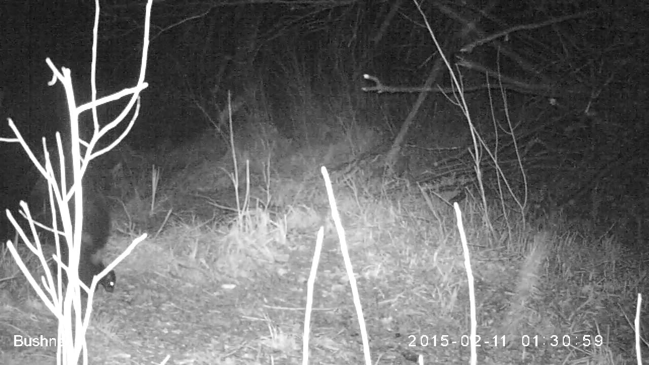 Skunk in the Snow - YouTube