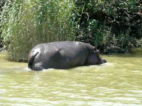 The Dung Flinging Hippo - YouTube