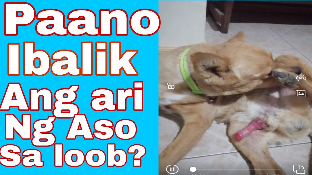 TETE ng ASO nakausli paano ipasok muli!? NO MORE VET! NO MORE GASTOS! 😊 ...
