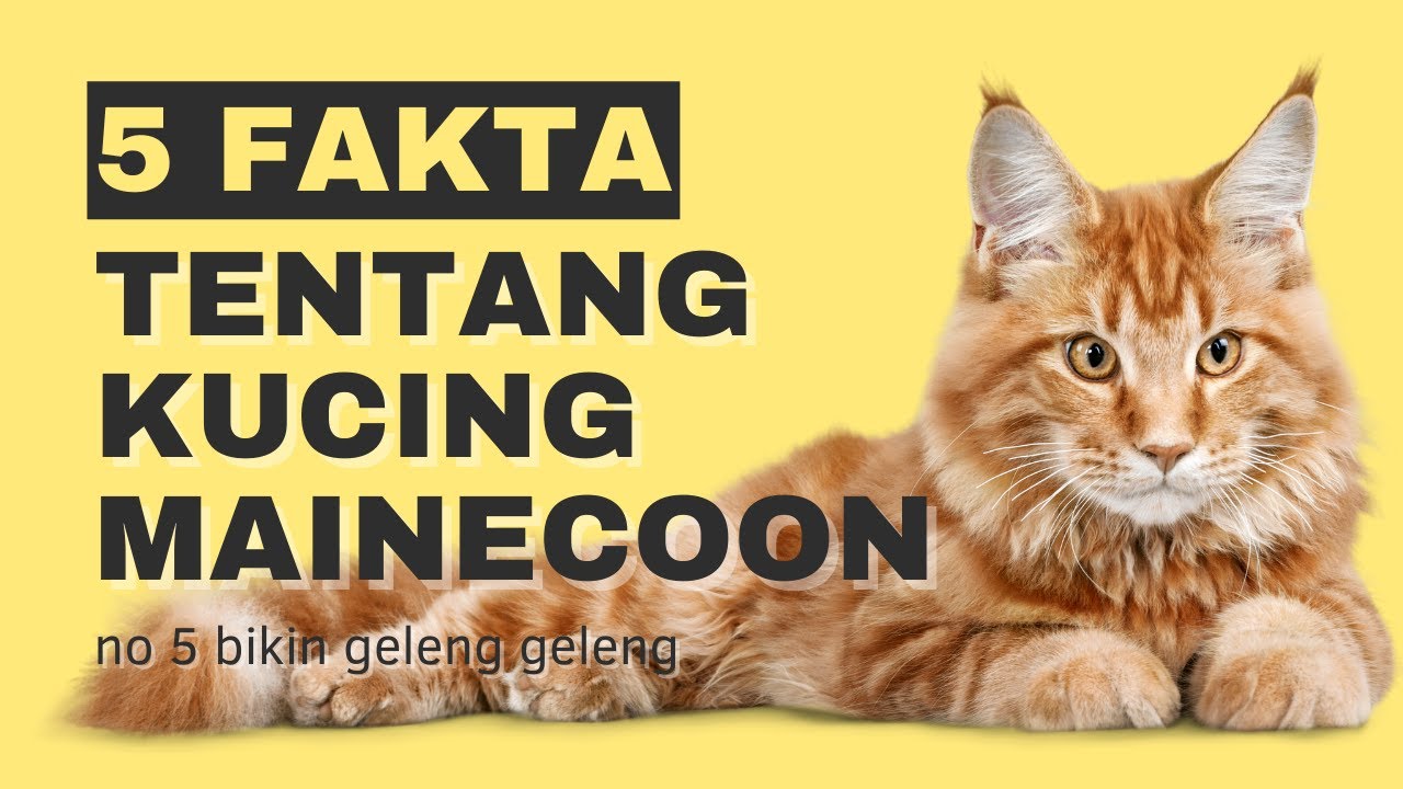5 Fakta tentang Kucing Maine Coon, Ukuran Besar dan Memiliki Bulu Tebal ...