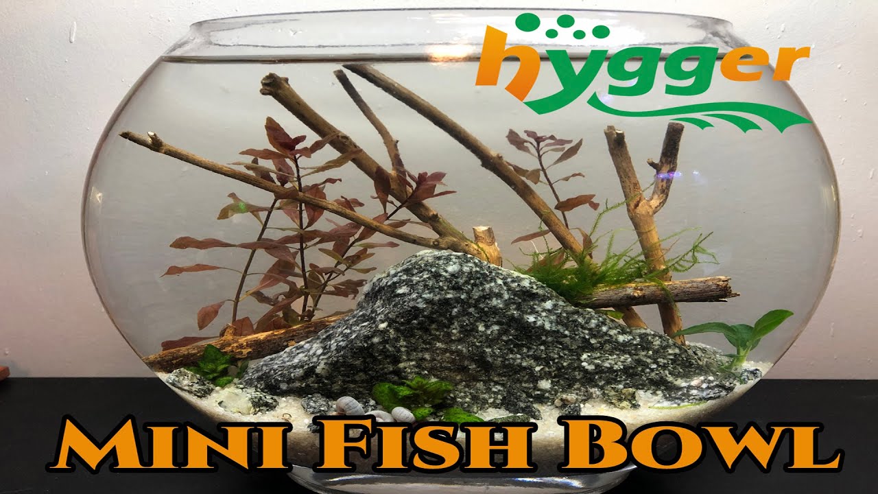 Hygger Mini Glass Fish Bowl Review | Nano Snail Tank - YouTube