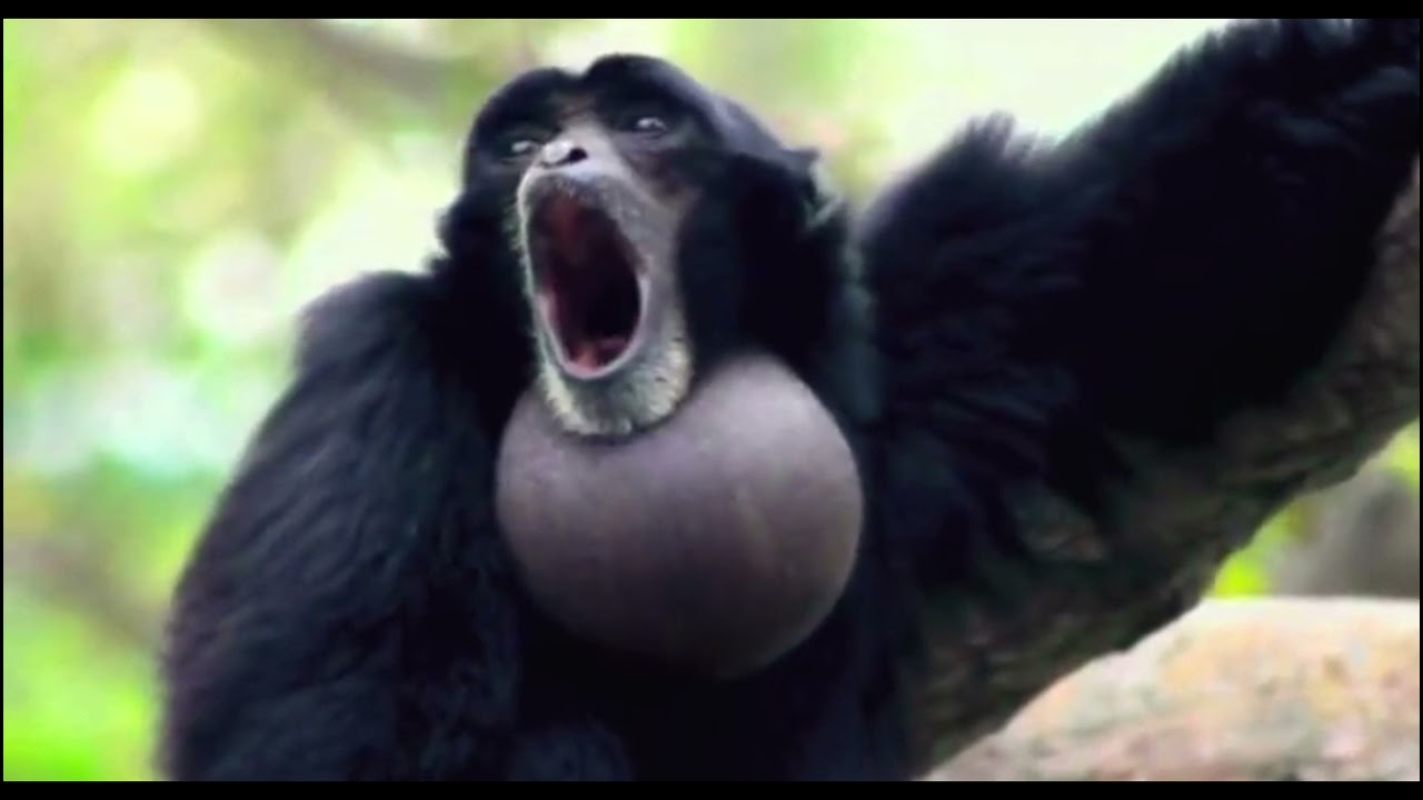 BEST MONKYE MEME [LOL LOL LOL LOOOOL] - YouTube