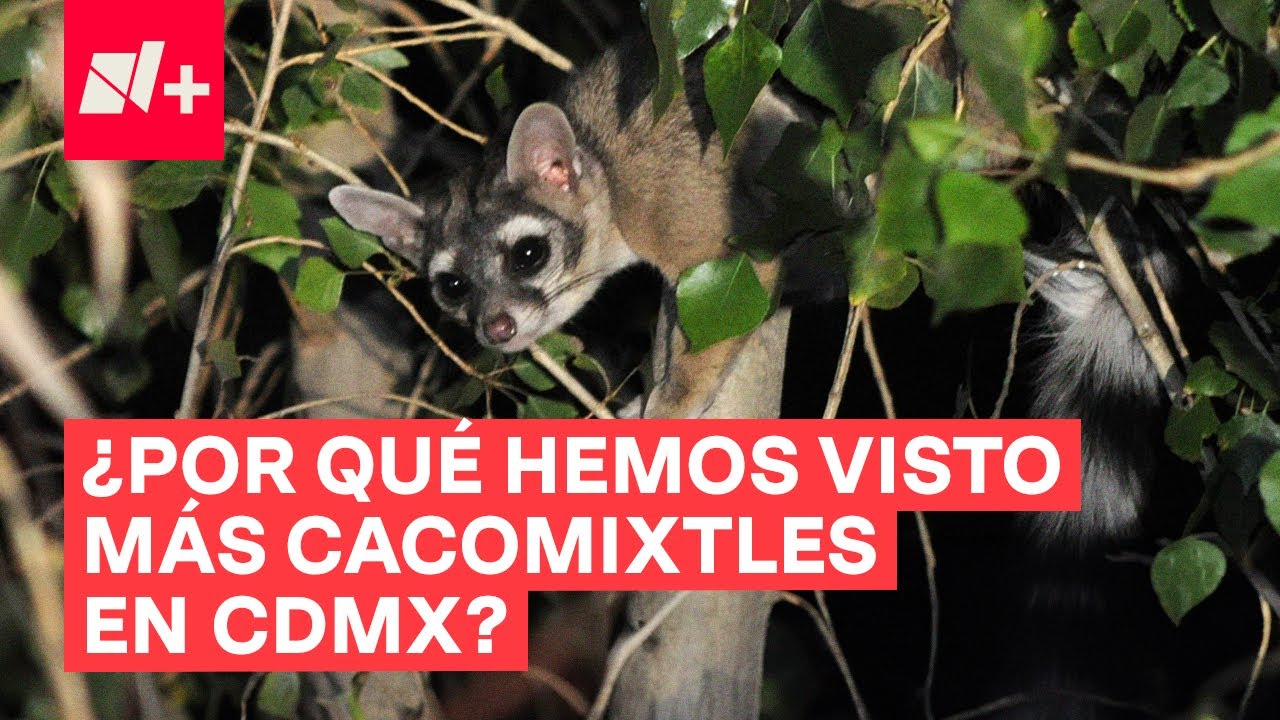 ¿Por qué hemos visto más cacomixtles en CDMX? - N+ - YouTube
