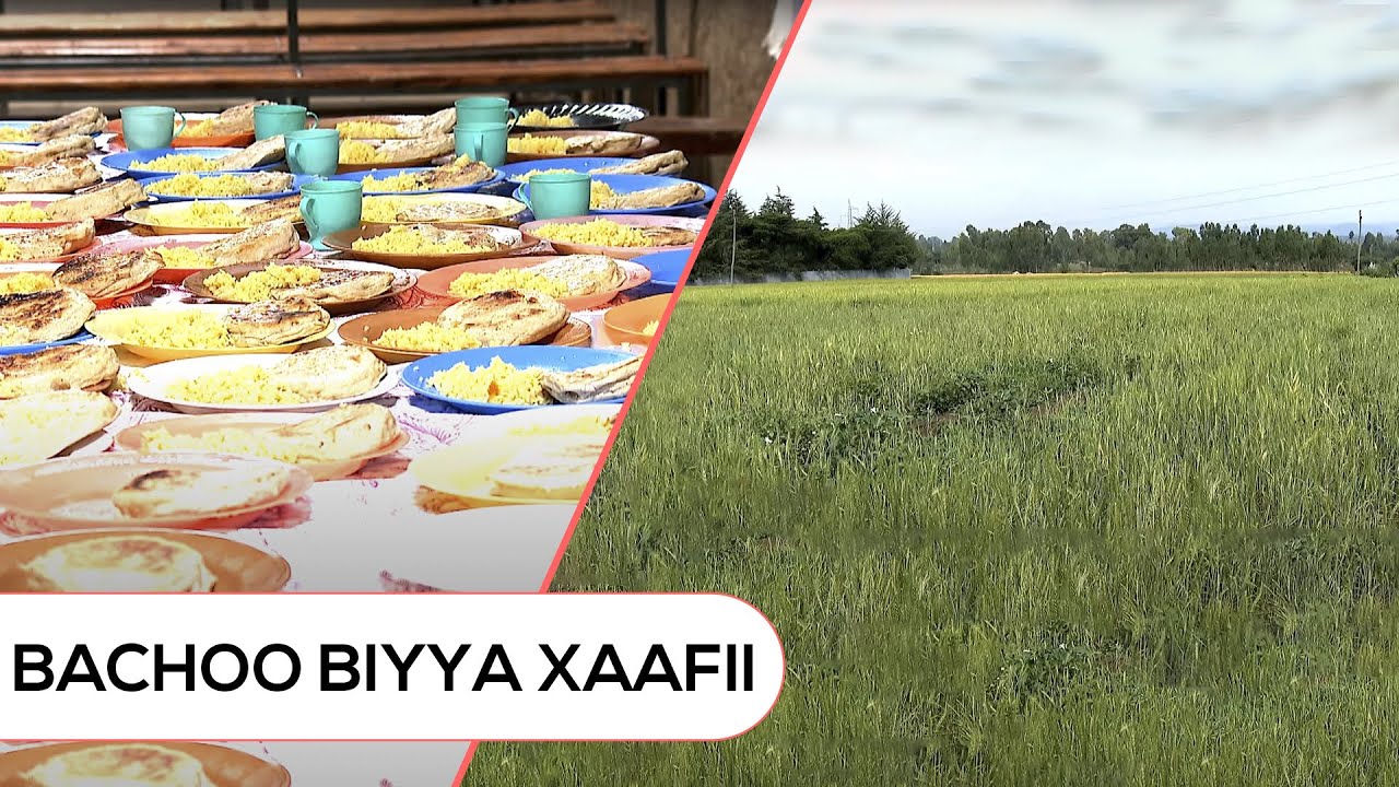 Bachoo Biyya Xaafii - YouTube