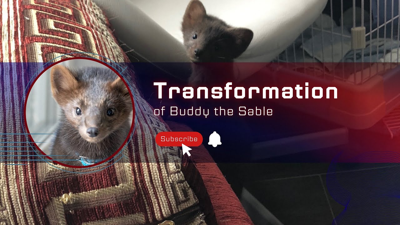 Buddy the sable transformation - YouTube
