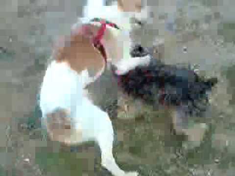 Perritos culeando - YouTube