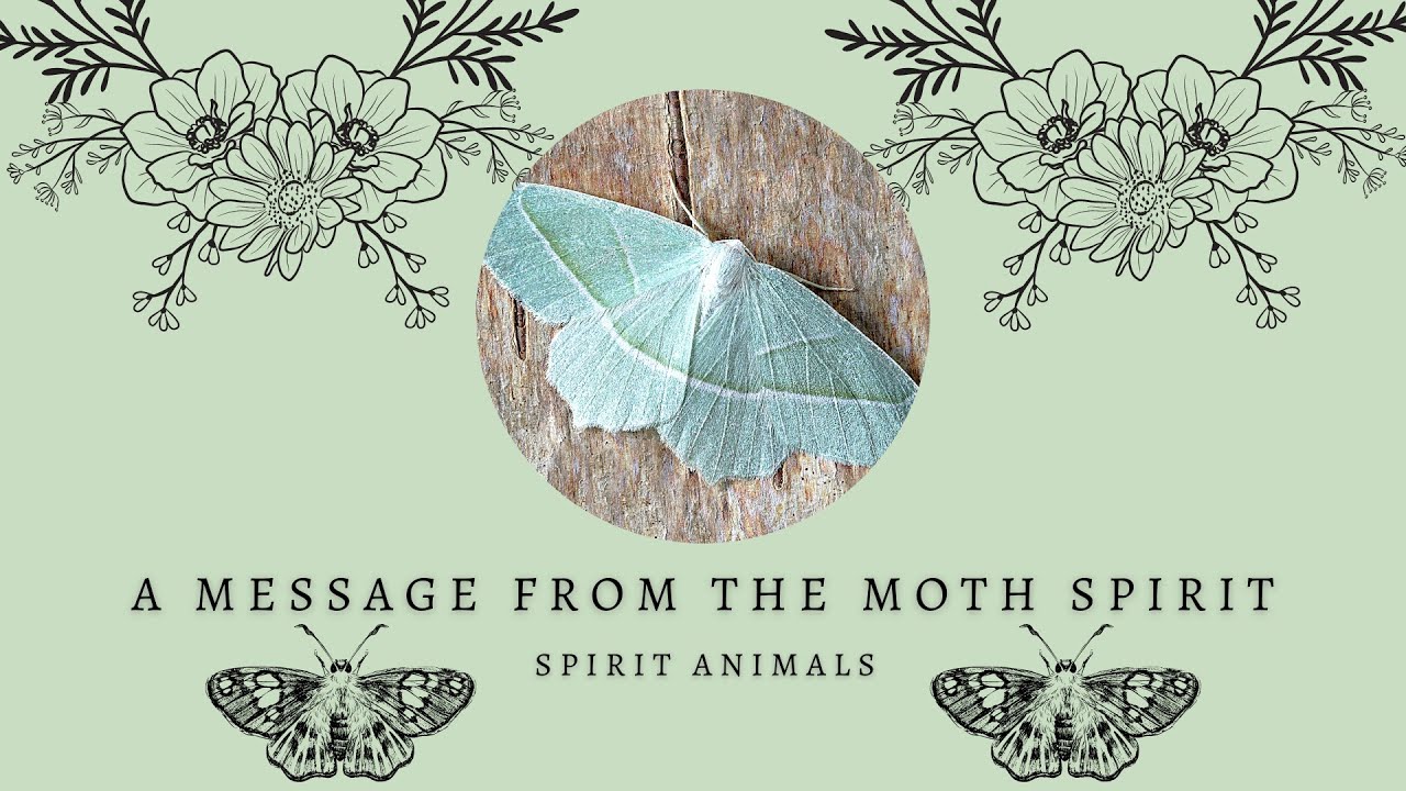 Why You Keep Seeing Moths | Moth Spirit Animal | Moth Spiritual ...
