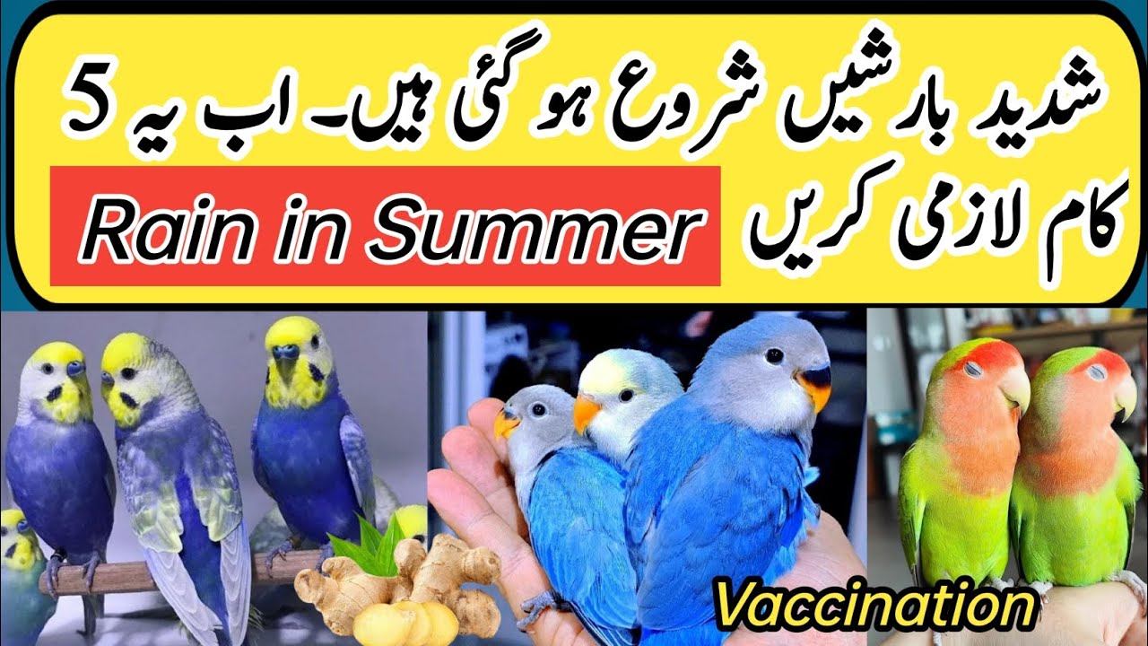 How To Save Birds From Rain 🌧️ | بارش میں پرندوں کی حفاظت کیسے کریں ...
