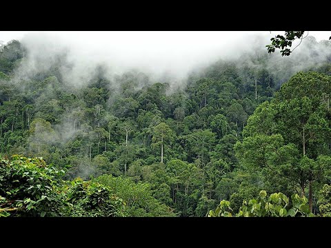 Amazon Ormanları - Türkçe Belgesel - Belgesel izle