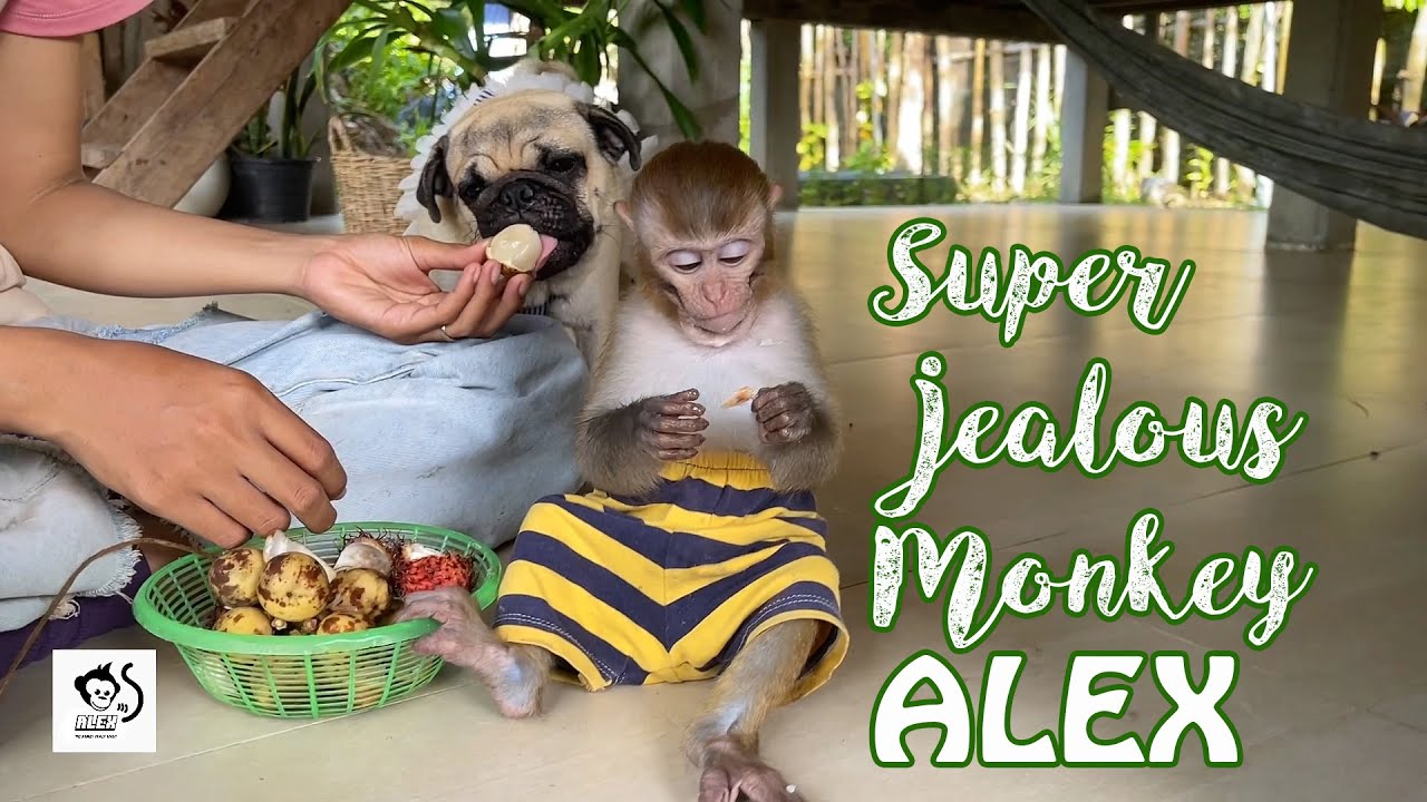 LOL Can Not Imagine How Monkey Being Jealous - YouTube