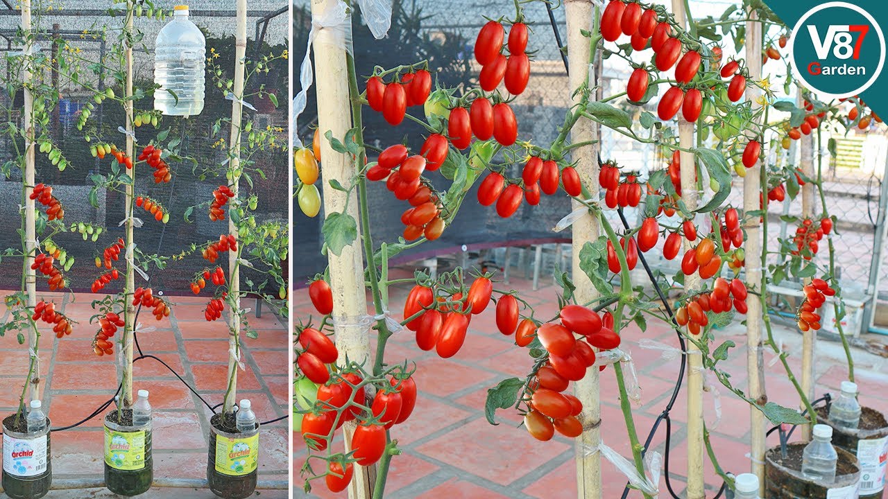 Easy Way to Grow Tomato Plant in Plastic Bottles| Using Kitchen Waste ...