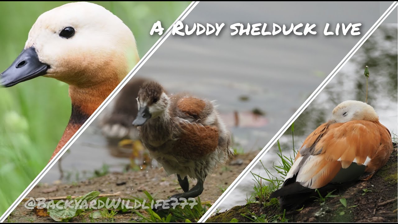 A ruddy shelduck with its chicks [4K] - YouTube