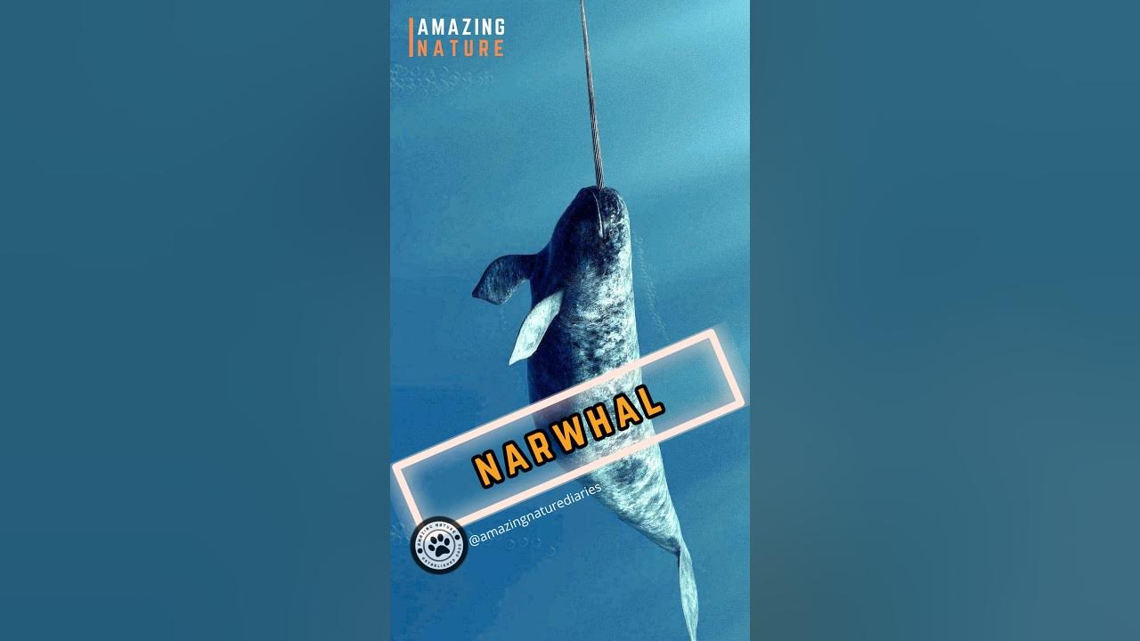 Narwhal 🐋 - The Secrets and Mysteries of the Narwhal - YouTube