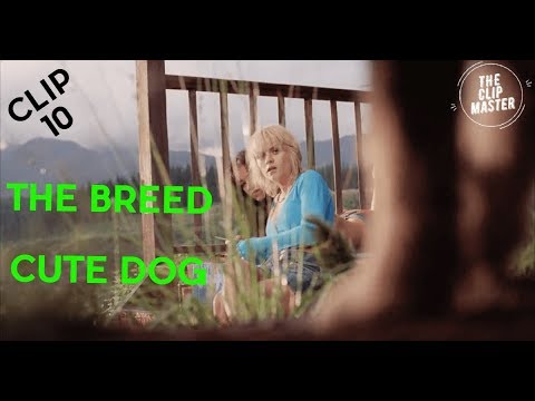 Clip # 10 - The Breed Movie Clip - Finding A Cute Dog - YouTube