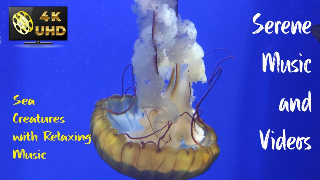 Sea Water Creatures with Relaxing Music - Serene Music and Videos - YouTube