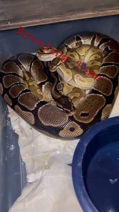 Breeding ball pythons 🐍 #subscribe #livefeeding #python #rat #breeding ...