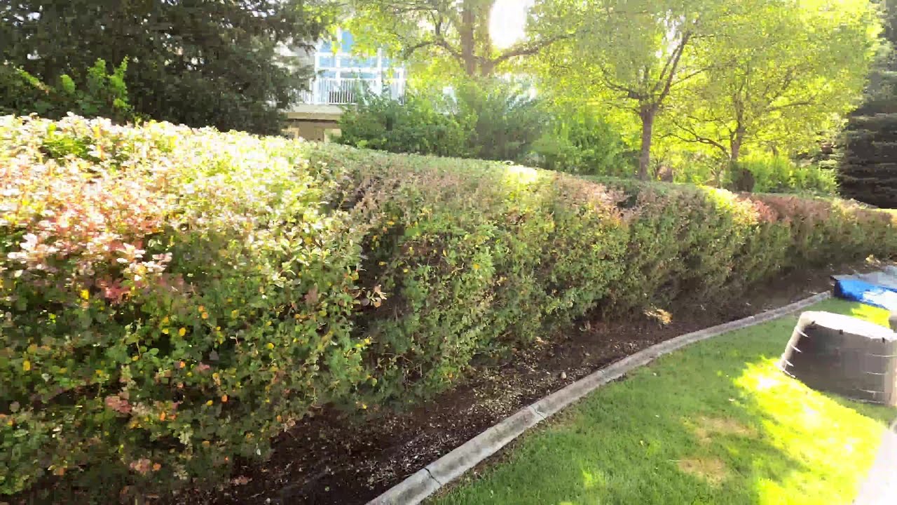 Pruning Japanese Barberry Hedge Rows - YouTube