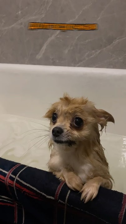 Почему ты в АПАТИИ 🌚🌙 #pomeranian #шпиц #померанскийшпиц #сдвг #апатия ...