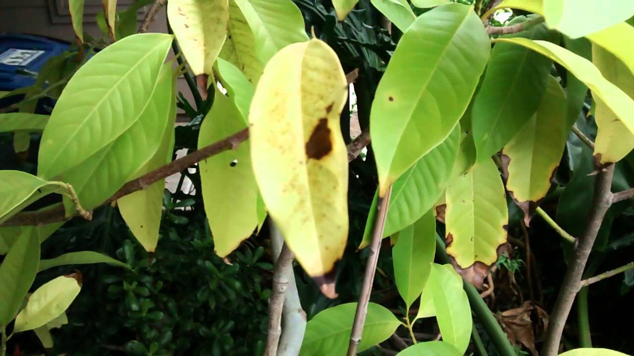 白玉蘭 Growing Michelia alba in SF Bay Area During Winter - YouTube
