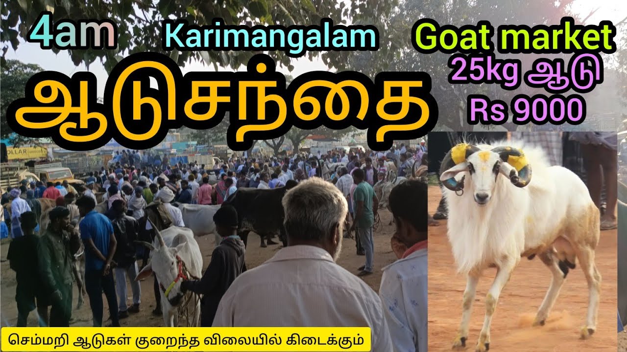 karimangalam goat market|காரிமங்கலம் ஆடு சந்தை|மாடு|சேவல்|market price ...