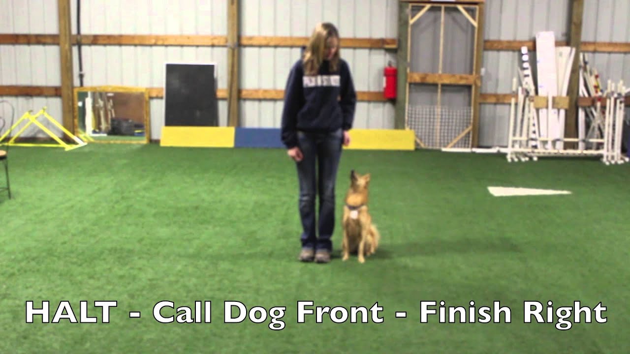 Finnish Spitz Kimma - AKC Rally Advanced Signs - YouTube