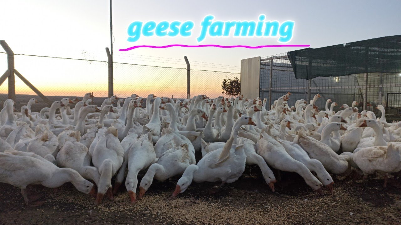 goose breeding farm | beautiful bird farmcanada goose| goose farming ...