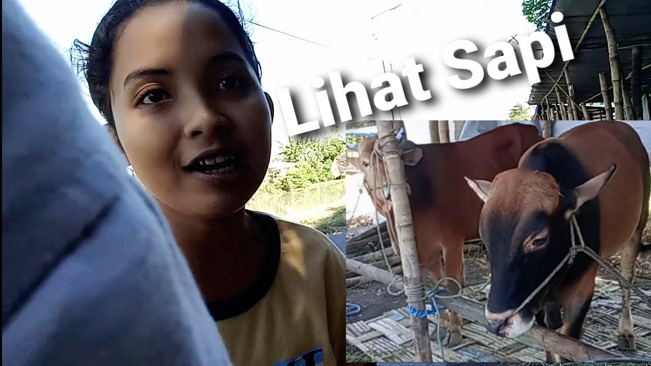 SIANG HARI INI‼️LAGI LIHAT SAPI SAMA BESTI DADAKNO BESTIE KATENE TUKU SAPI URUNAN 50EWU BEN ...