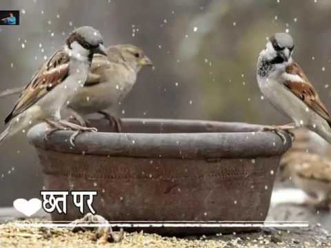 Funny WhatsApp video(60)