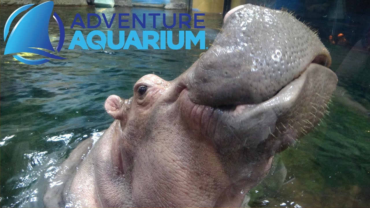 Adventure Aquarium (Camden, NJ) Tour & Review with The Legend - YouTube