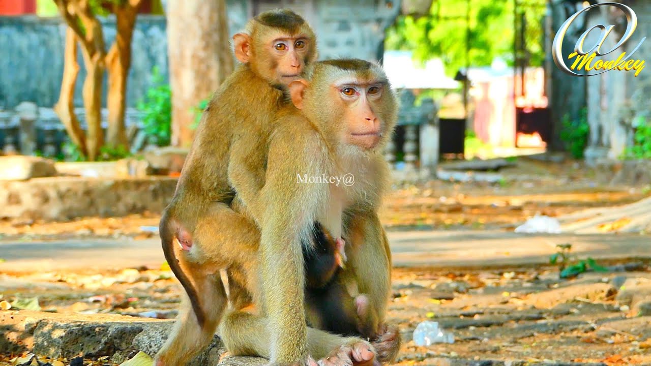 Amazing..! Little SARO is very smart when he saw his mother afraid of ...