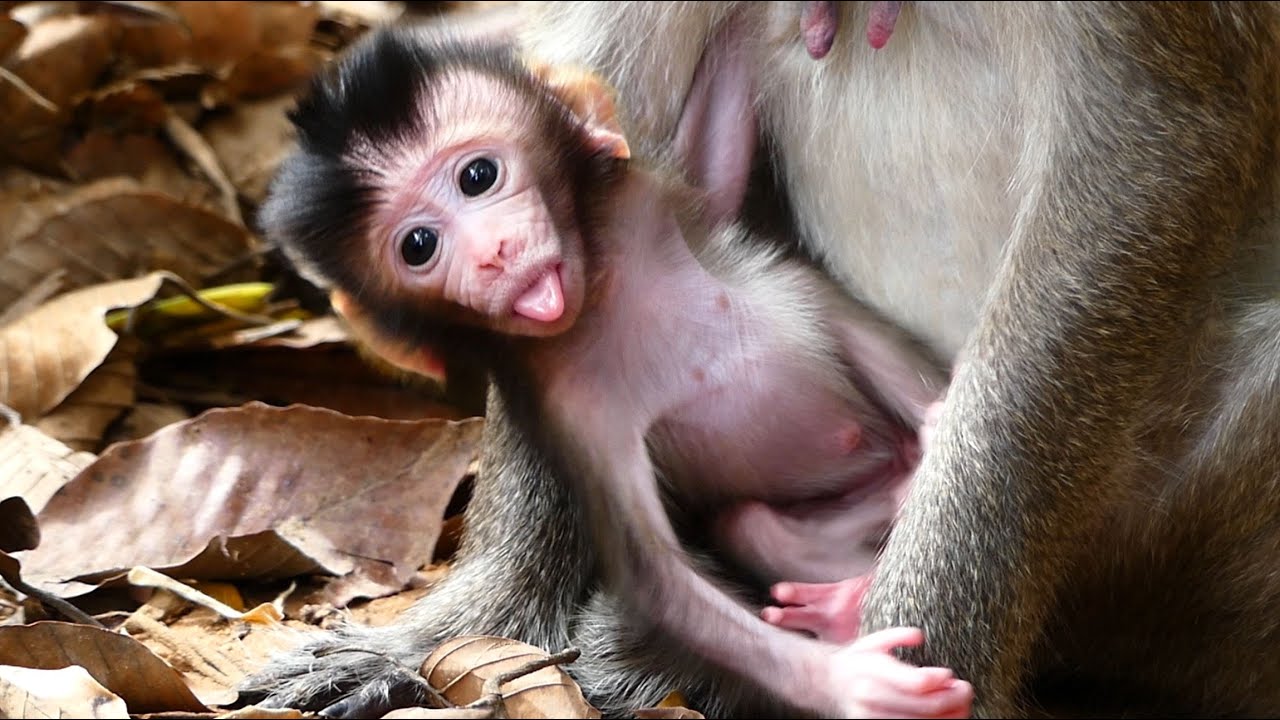 BB Monkey Nala Drama Lip Smacking Gesture So Much Adorable. More Cute ...